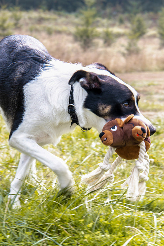 NCR Rangers Gear – Official Bethesda Gear Store